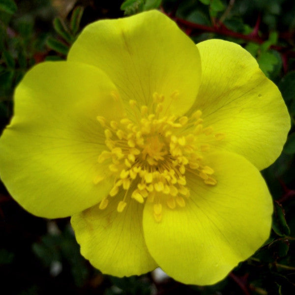 Named Roses – Eastcroft Roses