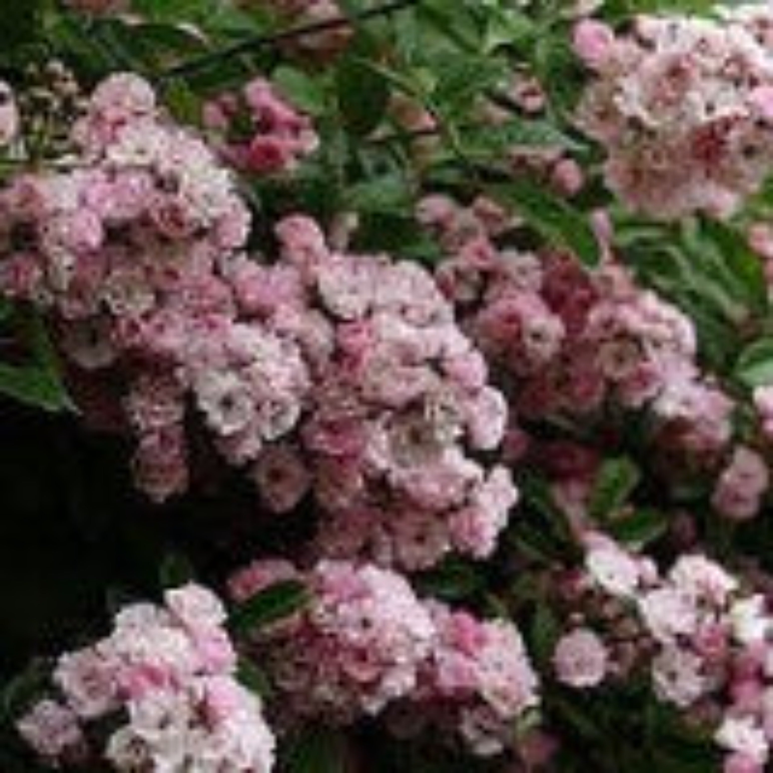 Rambling Roses | Rambler Roses | Eastcroft Roses