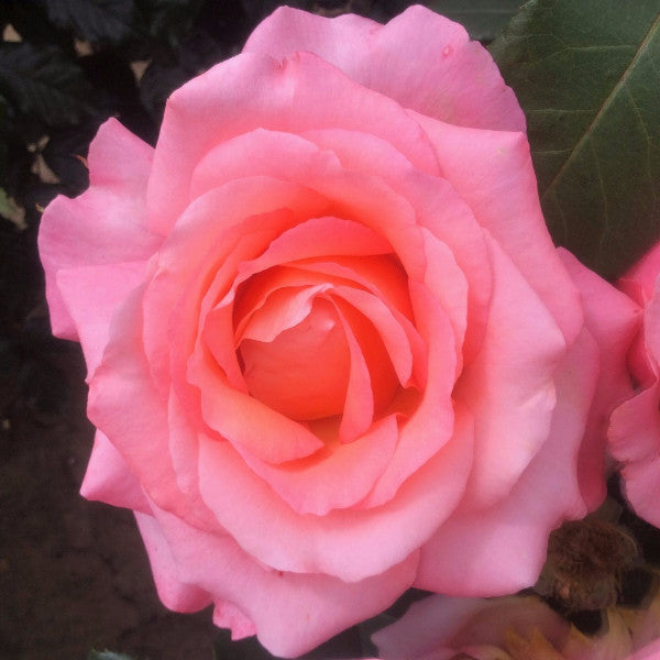 Lovely Lady | Hybrid Tea Bush Rose | £15.75 – Eastcroft Roses