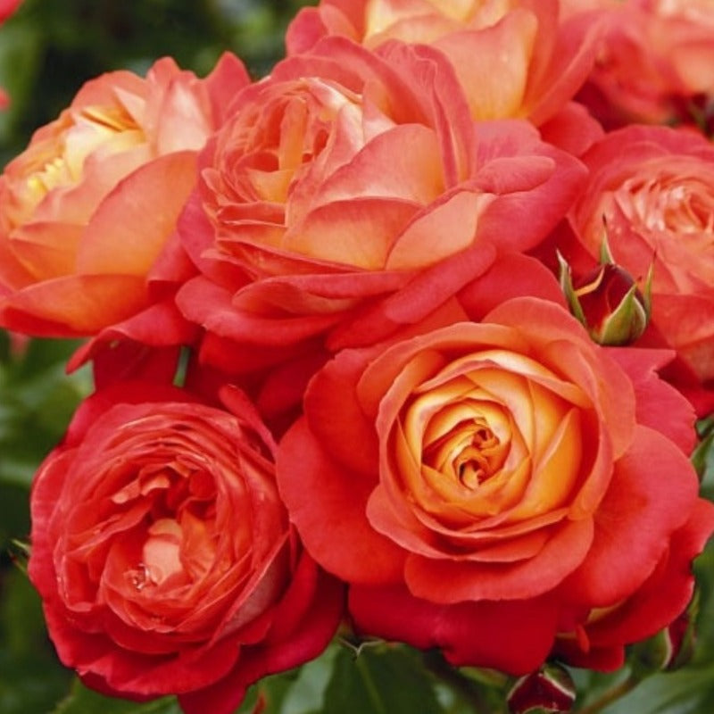 Midsummer | Hybrid Tea Bush Rose | £15.75 – Eastcroft Roses