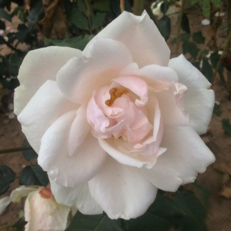 Madame Alfred Carrière | Climbing Rose | £15.75 – Eastcroft Roses