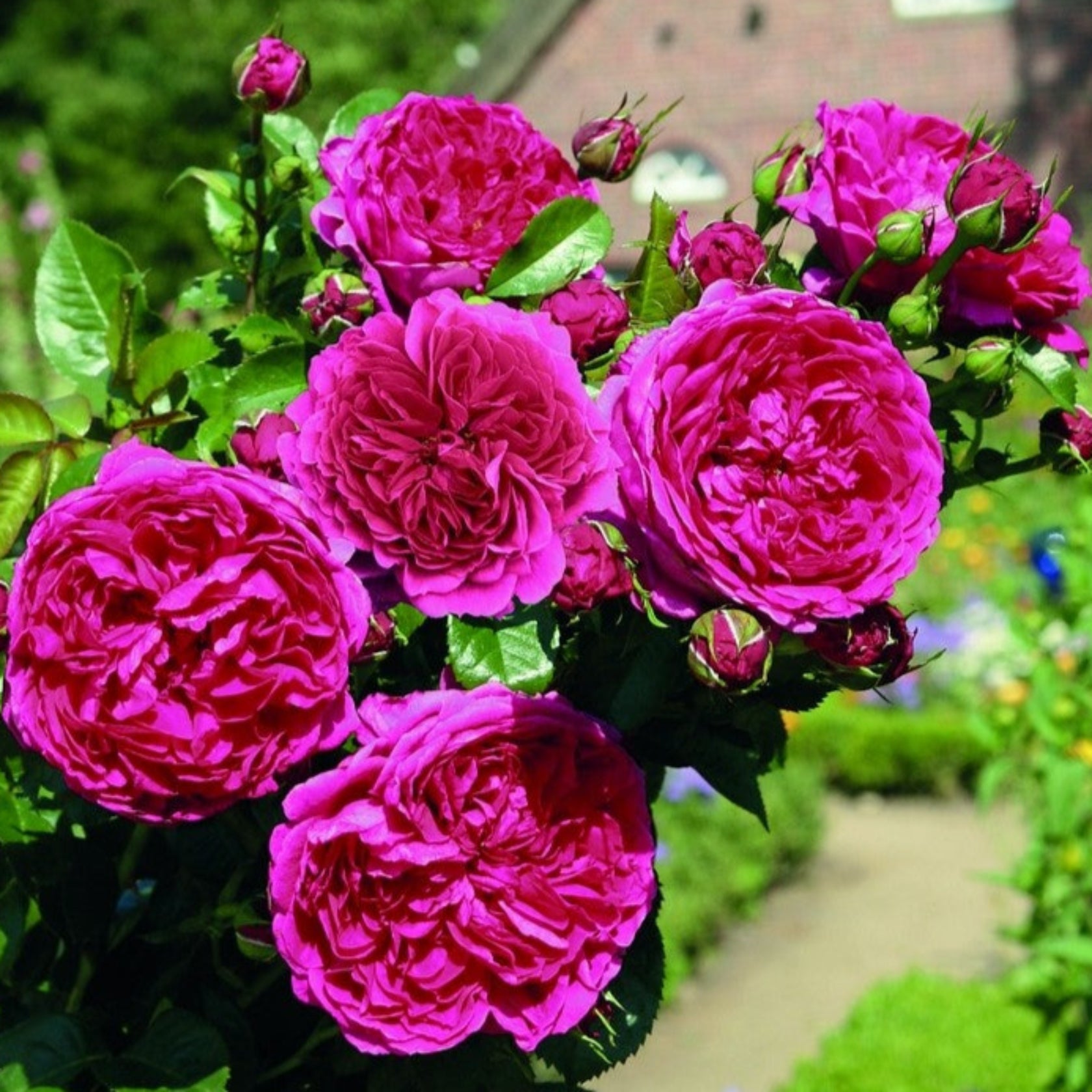 Soul | Hybrid Tea Bush Rose | £15.75 – Eastcroft Roses