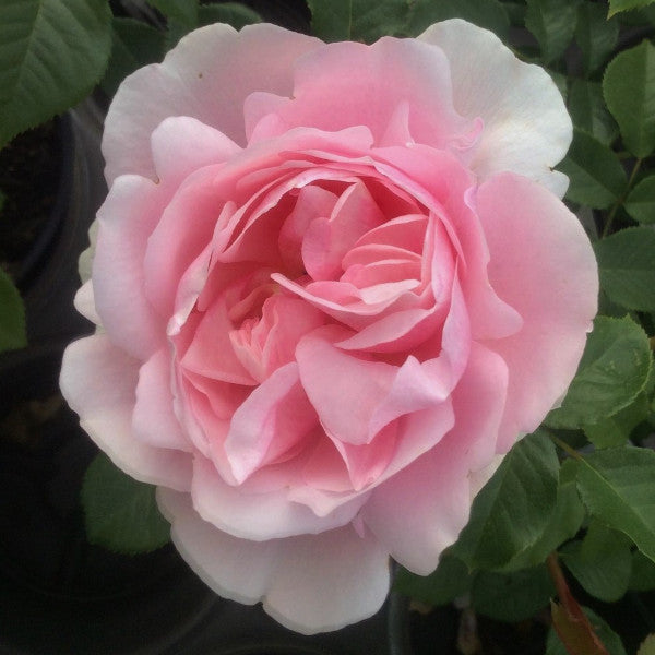 Stanwell Perpetual | Shurb Rose | £15.75 – Eastcroft Roses