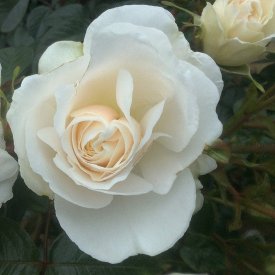 White Cloud | Climbing Rose | £15.75 – Eastcroft Roses