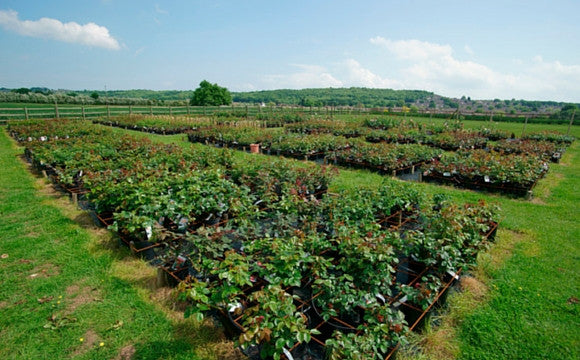 Rose Bushes | Rose Plants | Bare Root Roses | £15.75 each – Eastcroft Roses