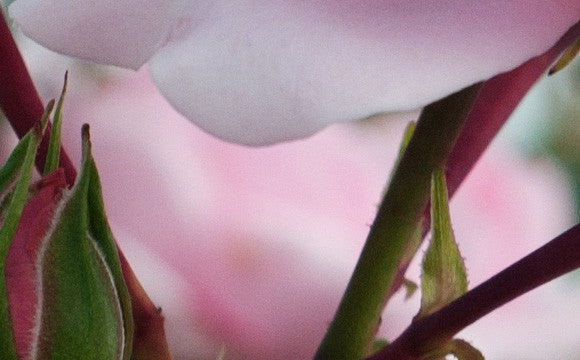 Rose Plants, Rose Bushes, Bare Root Roses for Sale online – Eastcroft Roses